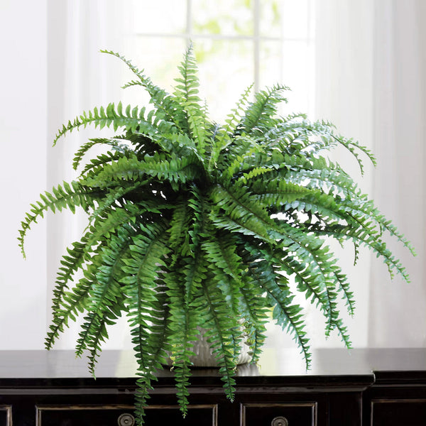 Morgan's Front Door Boston Ferns | Four 48" Ferns | Two 34" Ferns | Si ...
