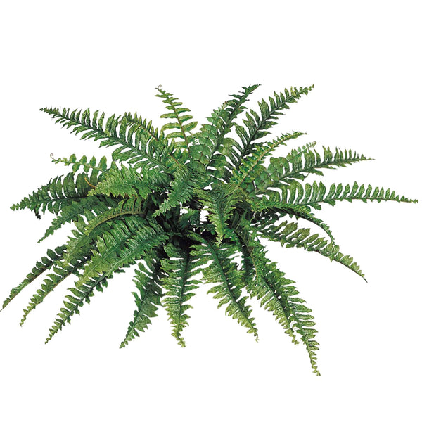 Morgan's Front Door Boston Ferns | Four 48" Ferns | Two 34" Ferns | Si ...